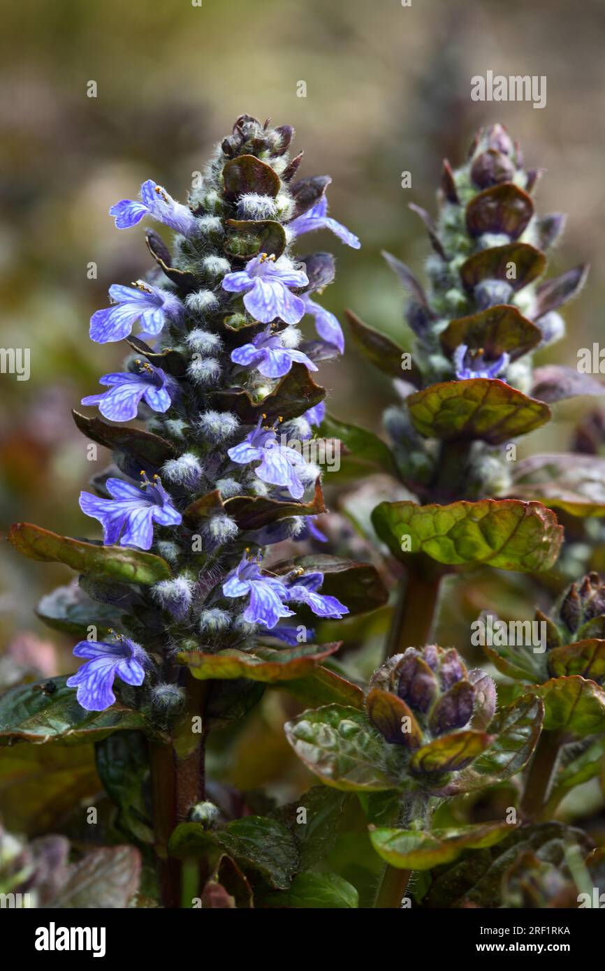 Creeping bugleweed (Ajuga reptans 'Atropurpurea' Stock Photo - Alamy
