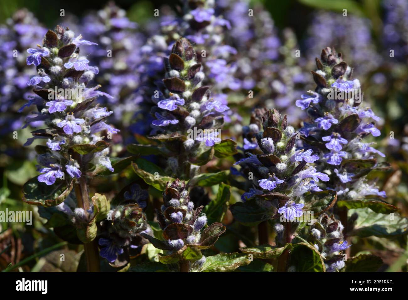 Creeping bugleweed (Ajuga reptans 'Atropurpurea' Stock Photo - Alamy