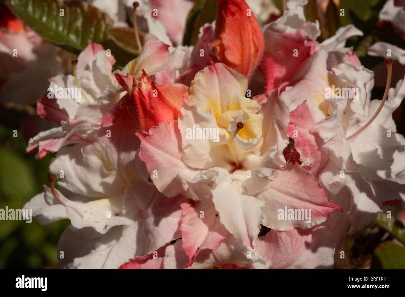 Azalea Deciduous Rhododendron 'Jack A. Sand' Stock Photo - Alamy