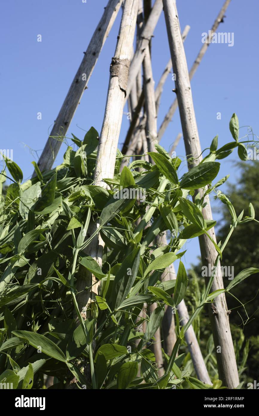 Beanstalks in the vegetable garden Stock Photo - Alamy