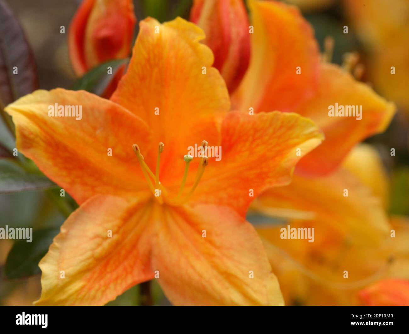 Azalea Deciduous Rhododendron 'Annabella Stock Photo - Alamy