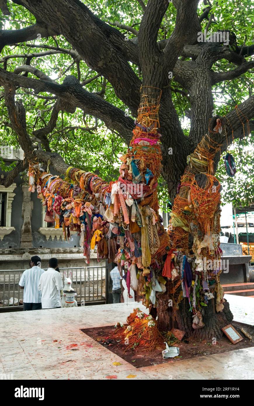 Cloth tied on tree in Srikalahasti temple, Andhra Pradesh India, Sri ...