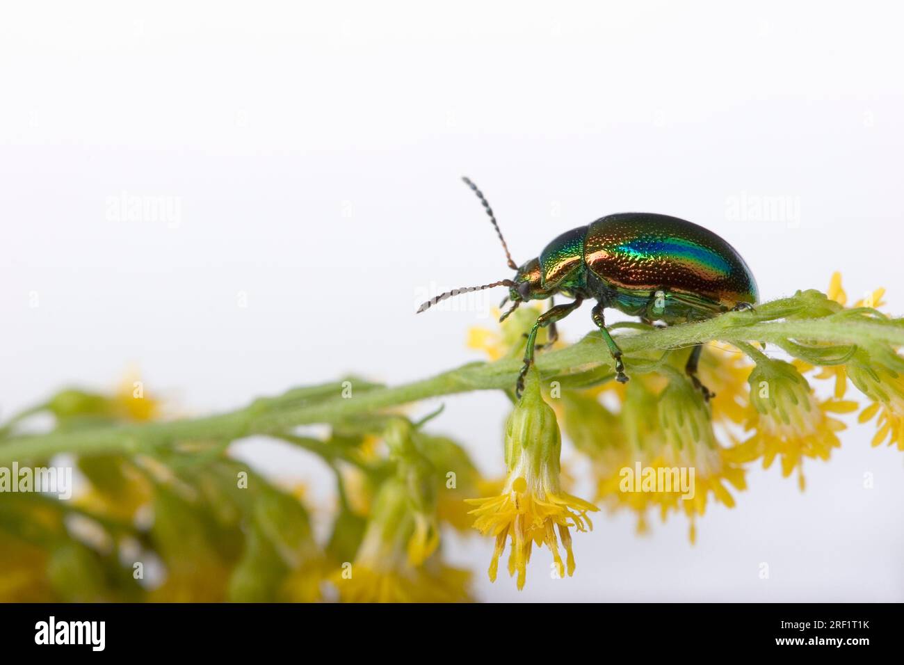 Golden leaf beetle (Dlochrysa fastuosa), Magnificent leaf beetle Stock ...
