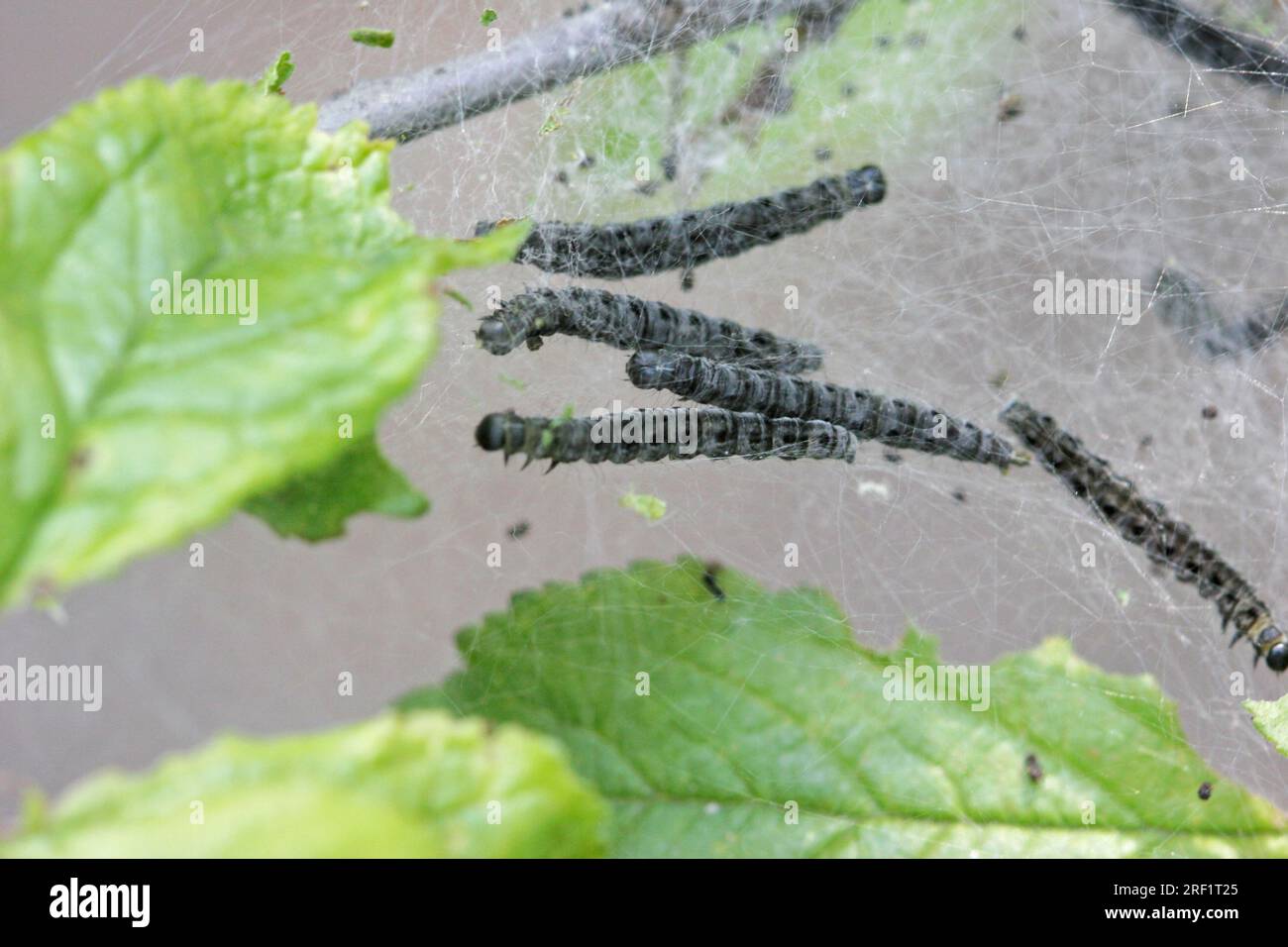 Orchard Ermine (Yponomeuta padella), caterpillars, Germany Stock Photo ...