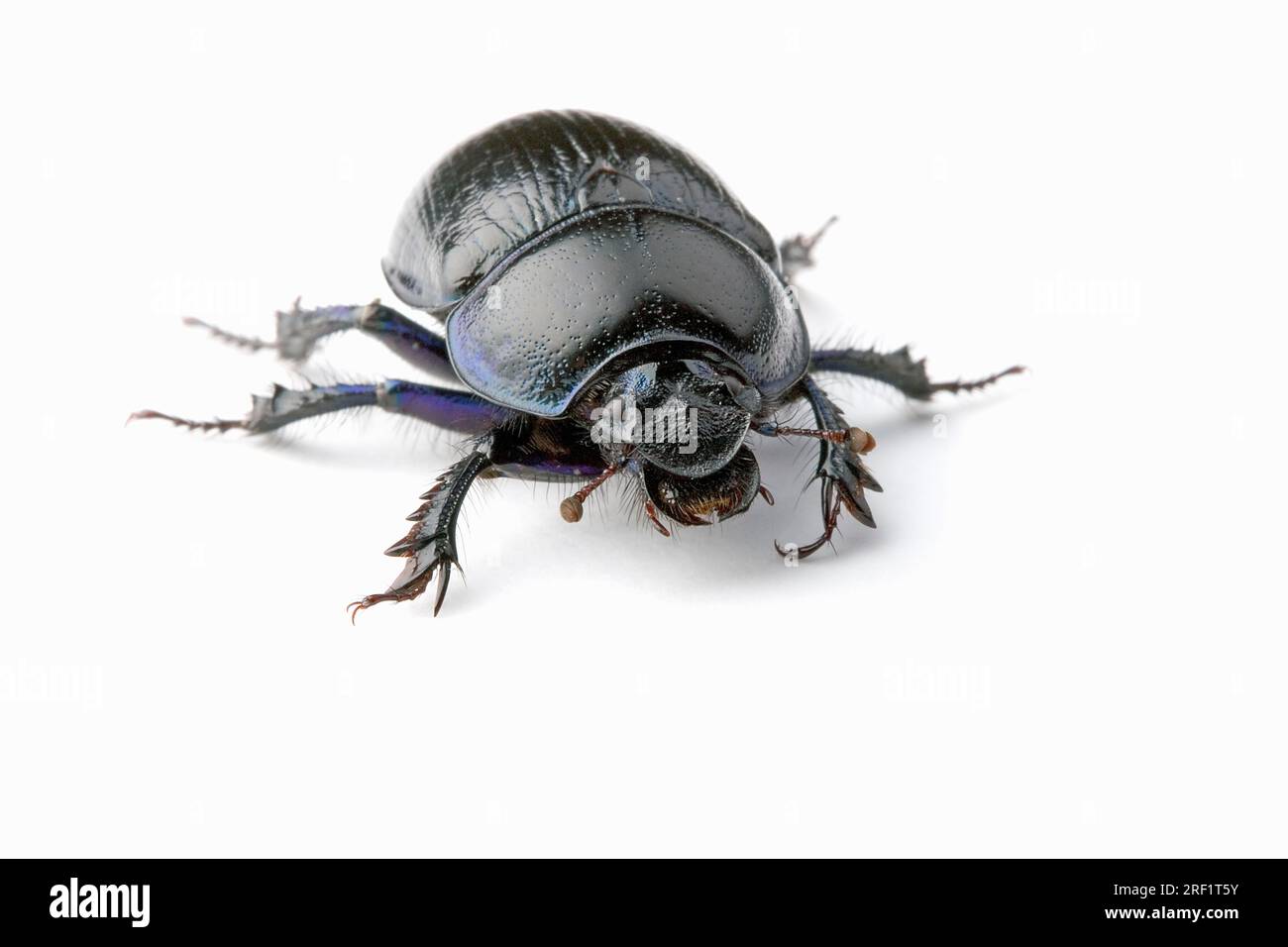 Dung beetle cutout hi-res stock photography and images - Alamy