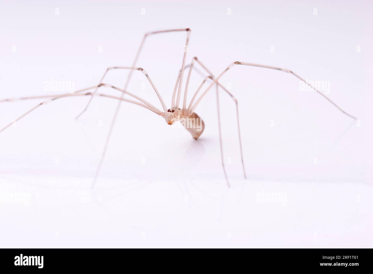 Trembling spider hi-res stock photography and images - Alamy