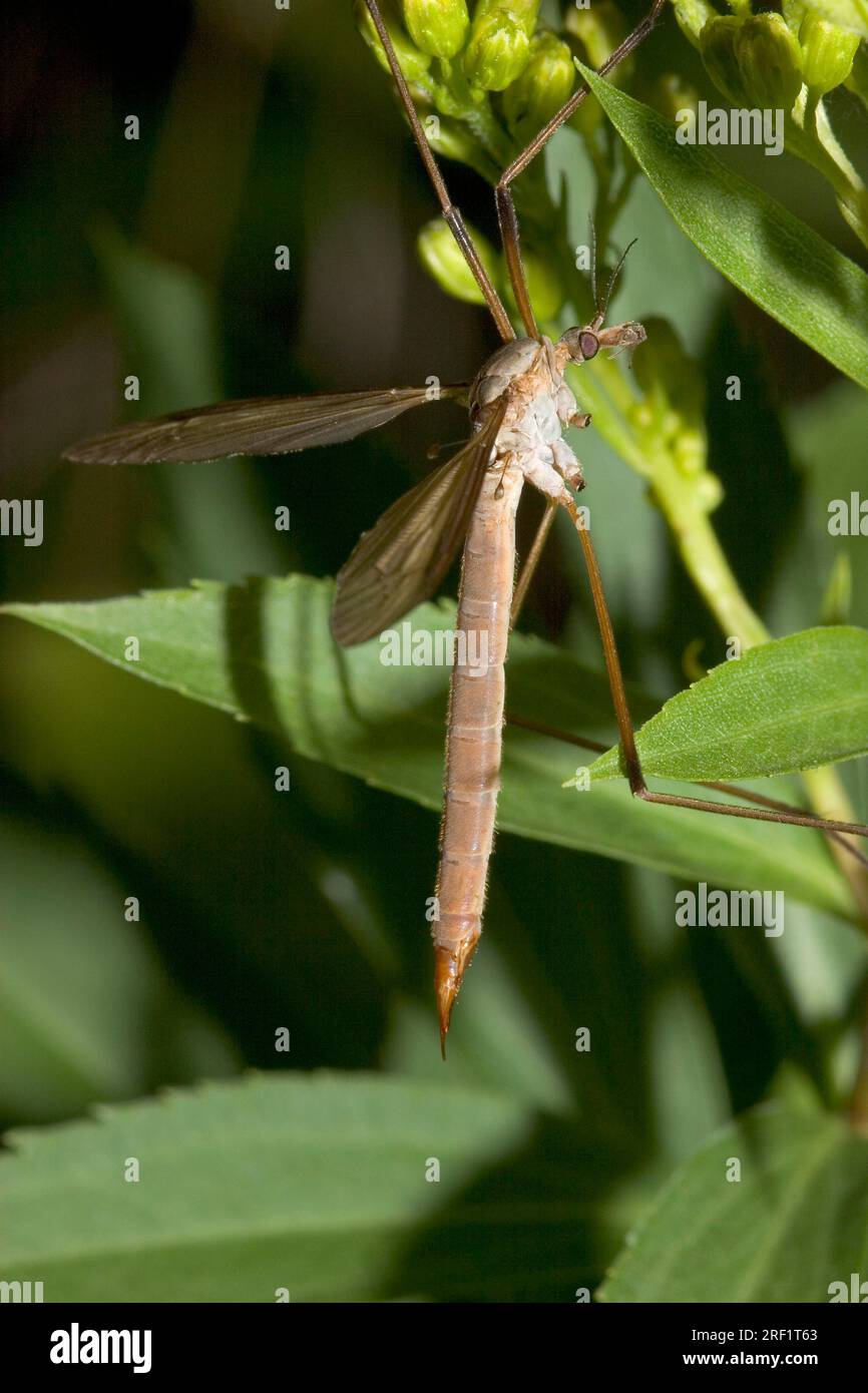 Crow snake (Nephrotoma flavescens), snake Stock Photo - Alamy