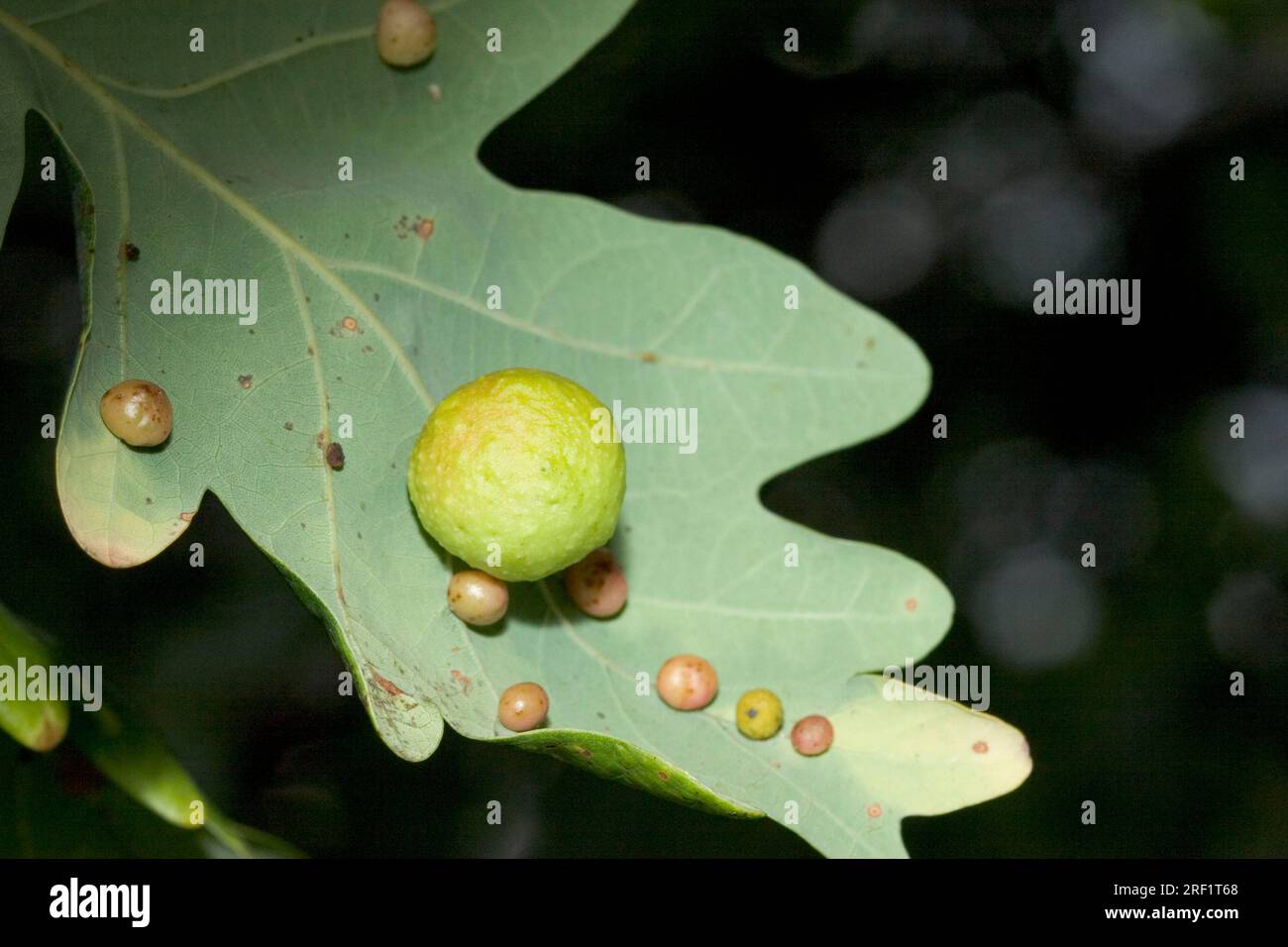 Oak gall wasp (Cynips quercusfolii) Common (Cynips quercusfolii ...