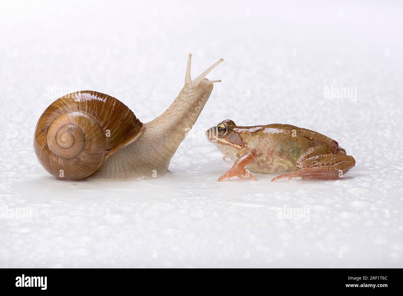 Common frog (Rana temporaria) and Burgundy snail (Helix pomatia ...