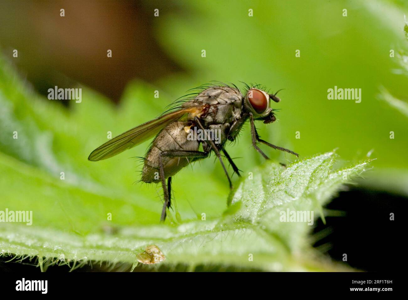 Phaonia hi-res stock photography and images - Alamy