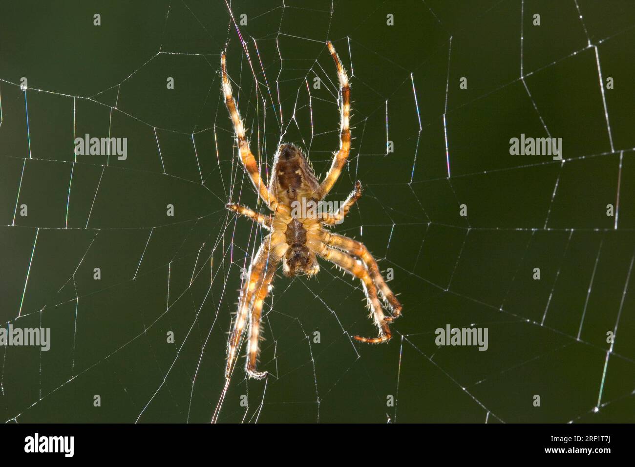 Most poisonous spider of germany hi-res stock photography and images ...