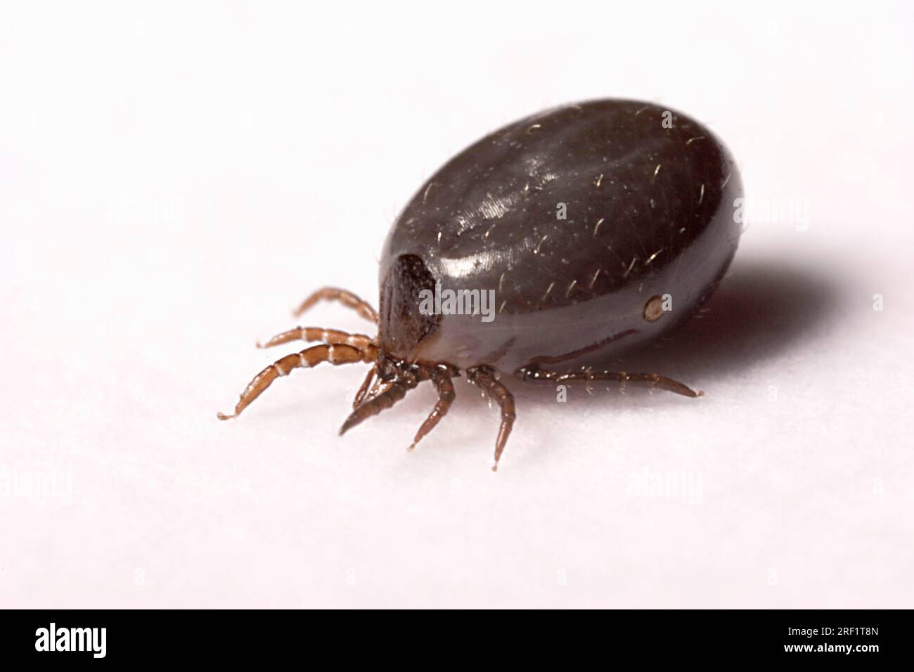 Tick (Ixodes ricinus), Germany Stock Photo - Alamy