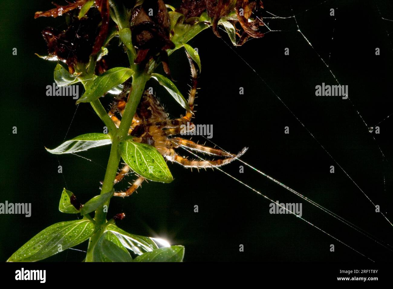 Most poisonous spider of germany hi-res stock photography and images ...