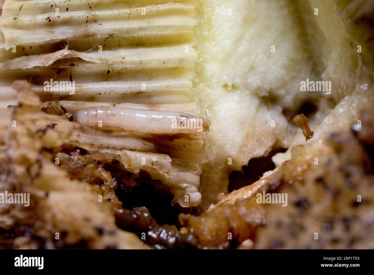 Fly larvae hi-res stock photography and images - Alamy