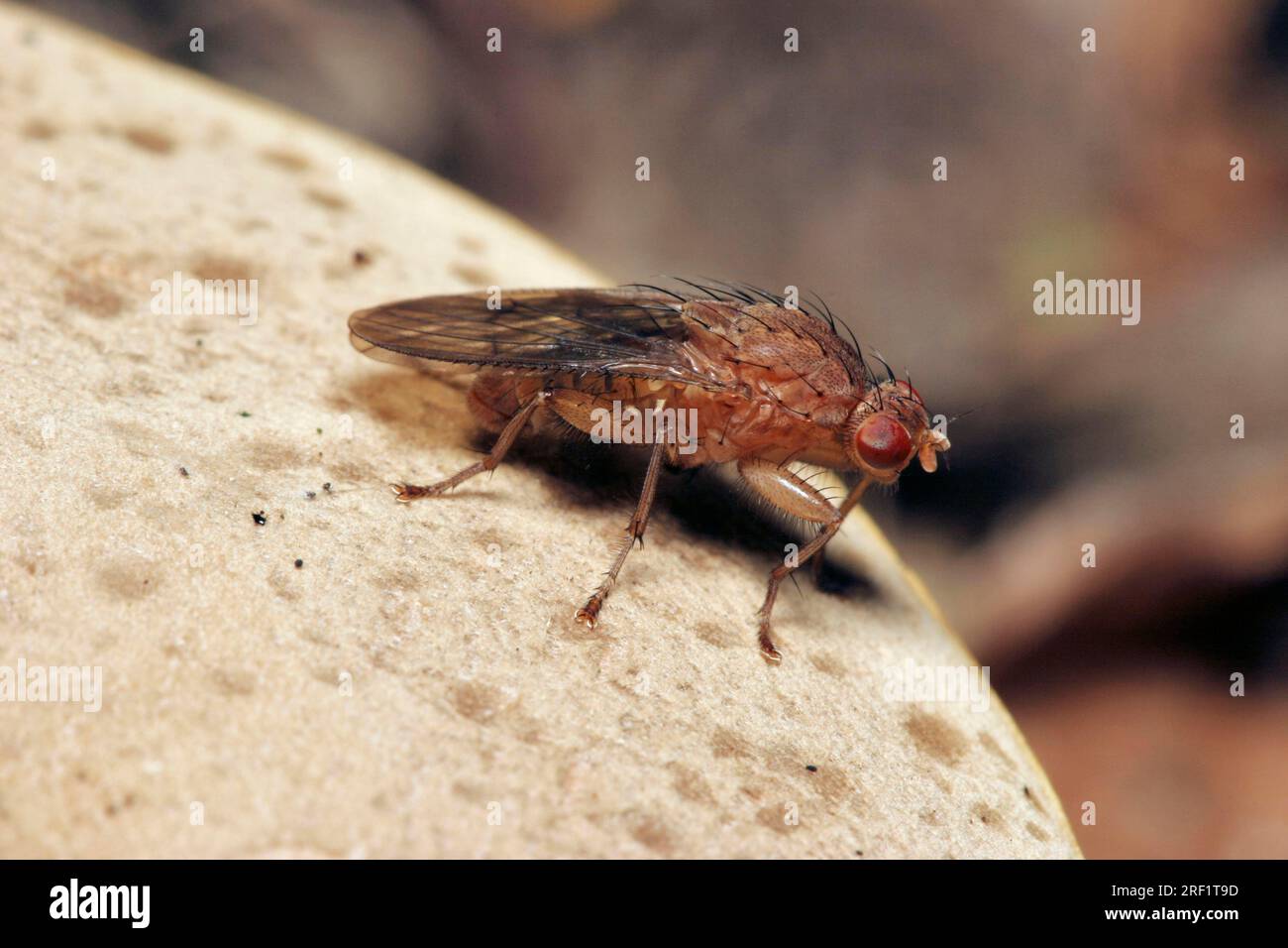 Megaselia scalaris hi-res stock photography and images - Alamy
