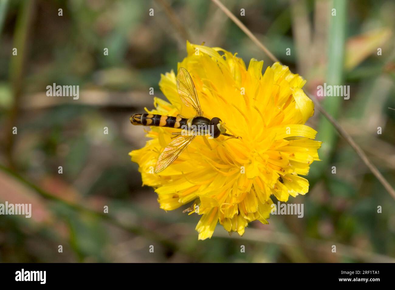 Long hoverfly (Sphaerophoria scripta) on dandelion (Taraxacum ...