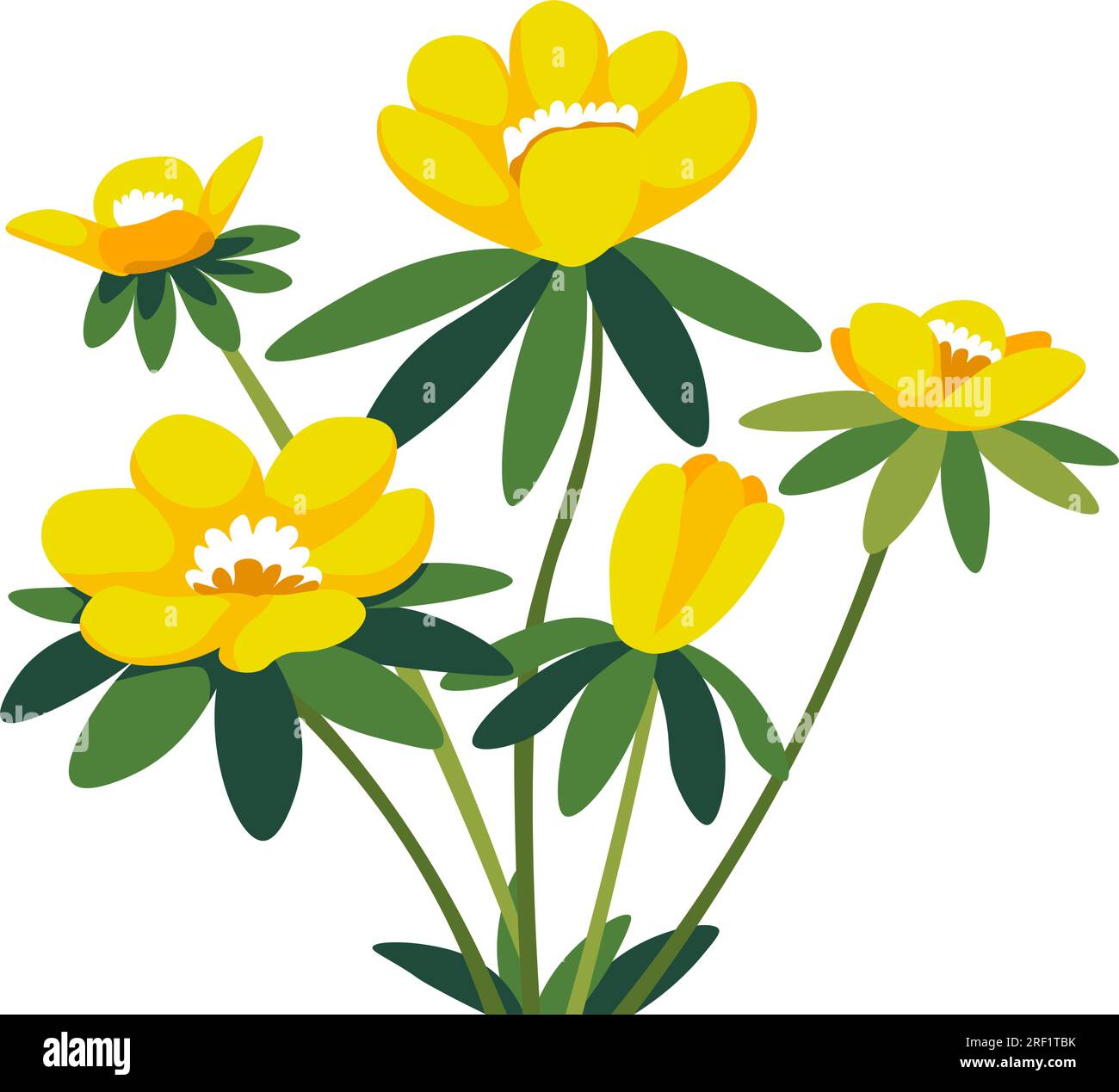 Blooming flowers, flourishing plants with leaves Stock Vector Image ...