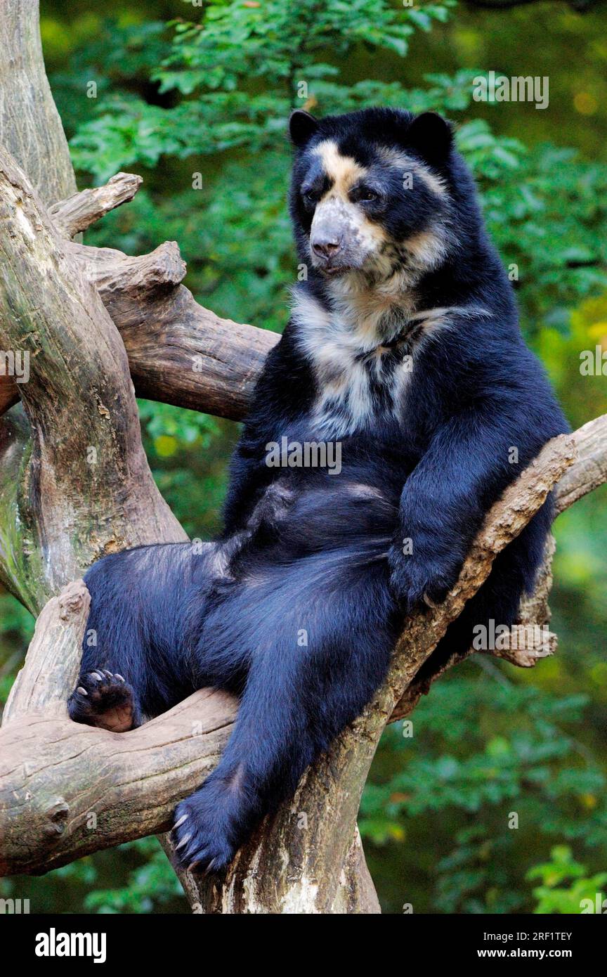 Spectacled Bear (Tremarctos ornatus), Andean Bear Stock Photo - Alamy