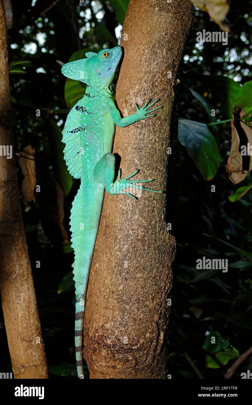 Green plumed basilisk (Basiliscus plumifrons), feathered basilisk ...