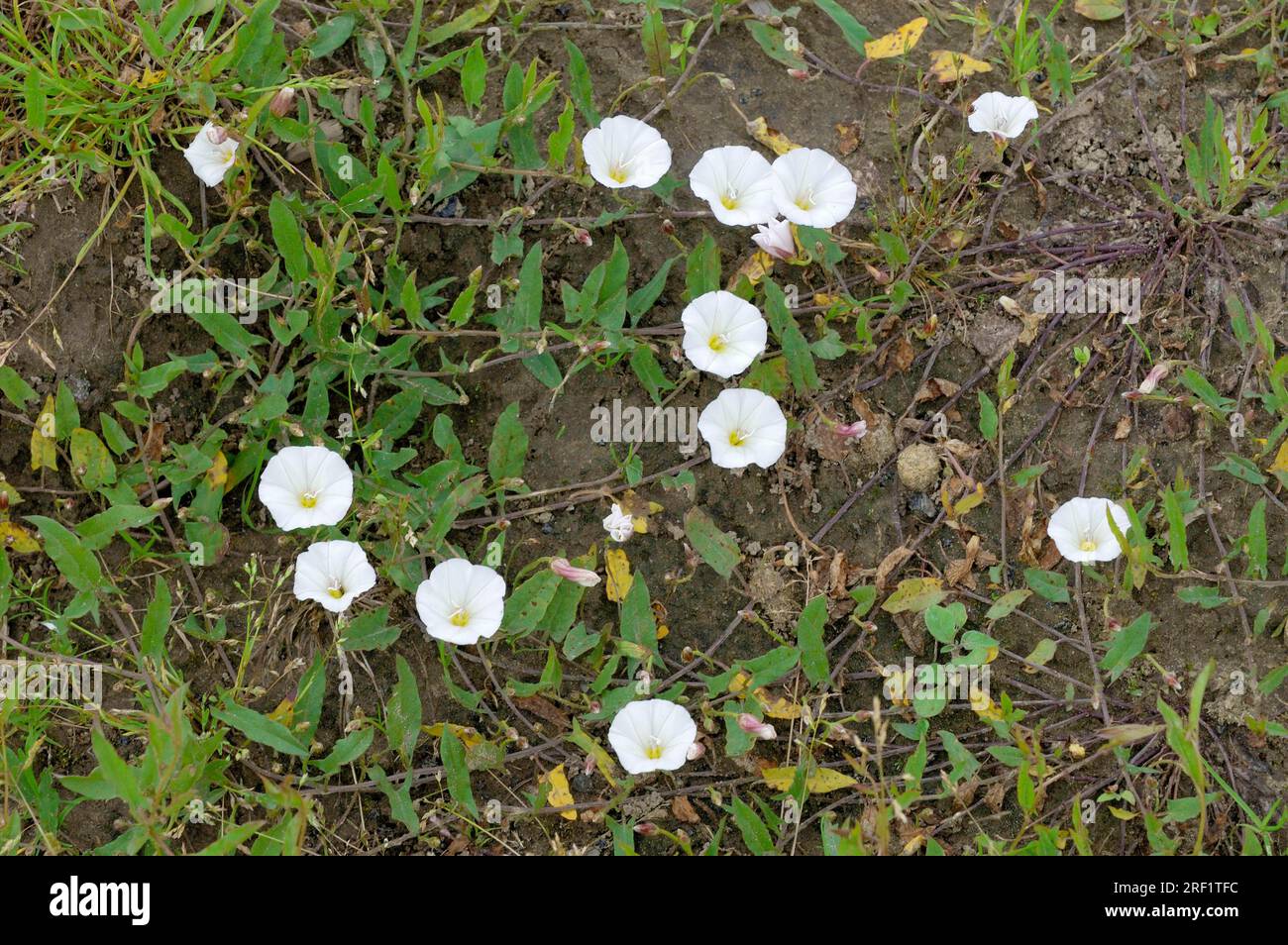 Field bindweed (Convolvulus arvensis), North Rhine-Westphalia, Germany ...