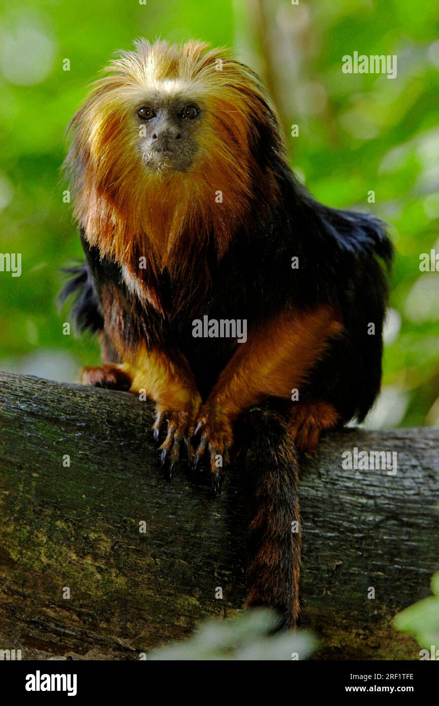 Golden-headed tamarin (Leontopithecus rosalia chrysomelas Stock Photo ...