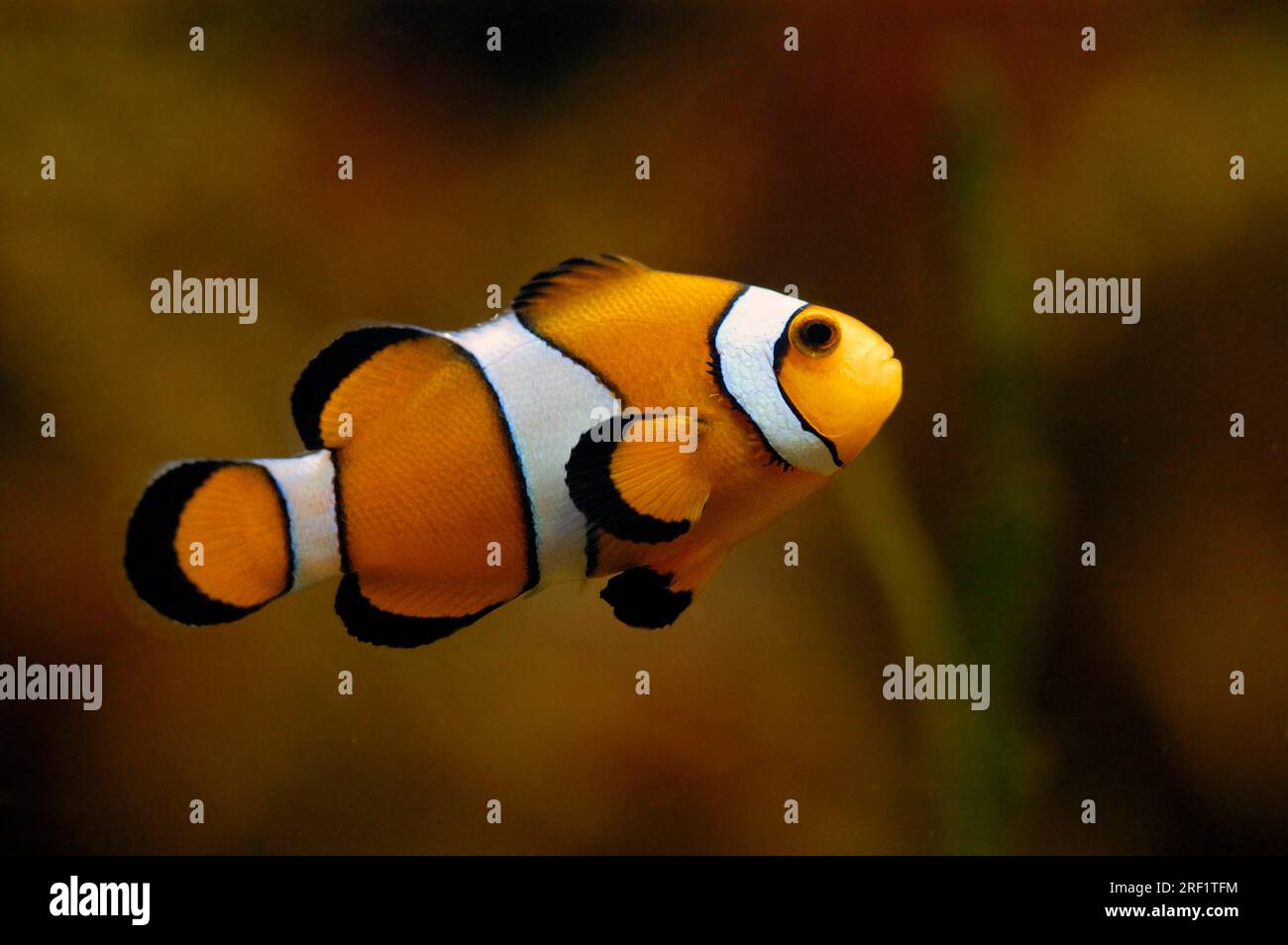 Clownfish, False Clown, Western Anemonefish (Amphiprion ocellaris ...