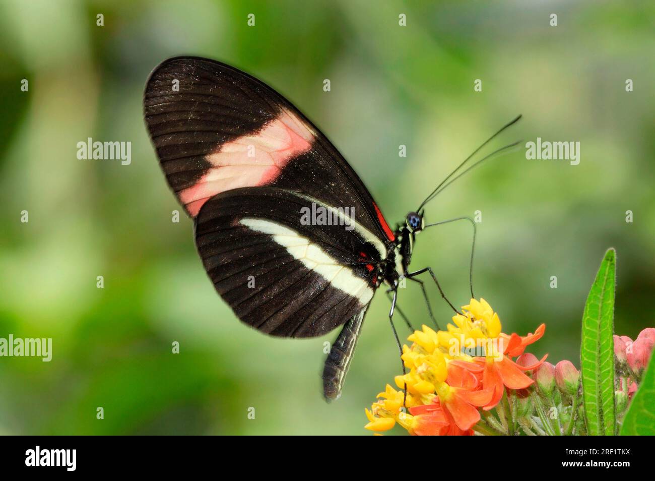 Red postman (Heliconius erato), passion flower butterfly, lateral Stock ...