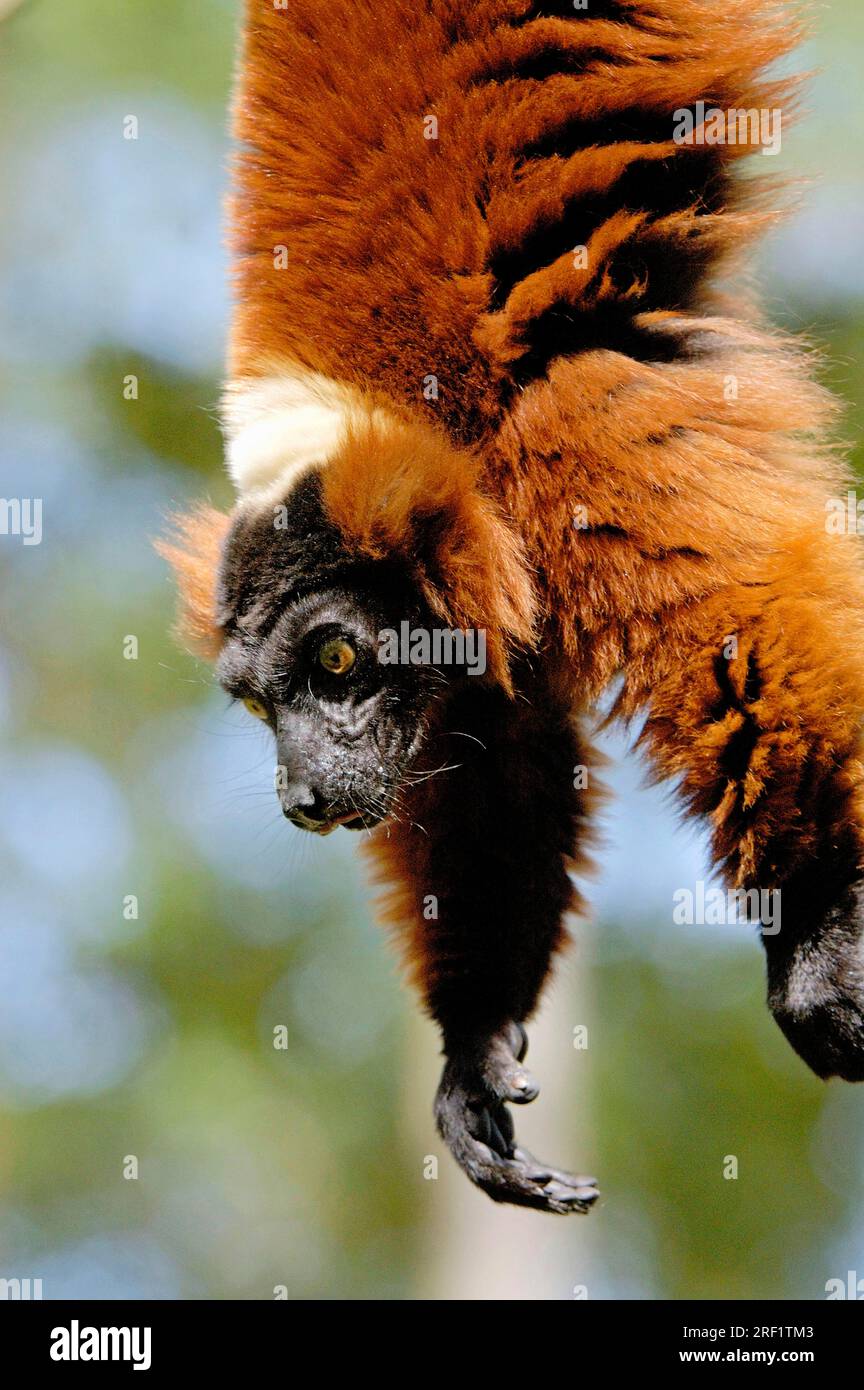 Red frilled lemur (Varecia variegata rubra Stock Photo - Alamy