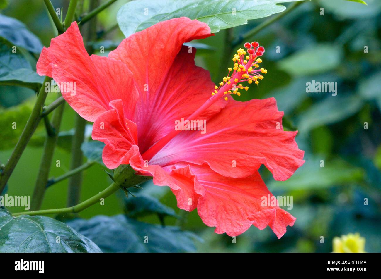 Hibiscus, chinese hibiscus (Hibiscus rosa-sinensis Stock Photo - Alamy