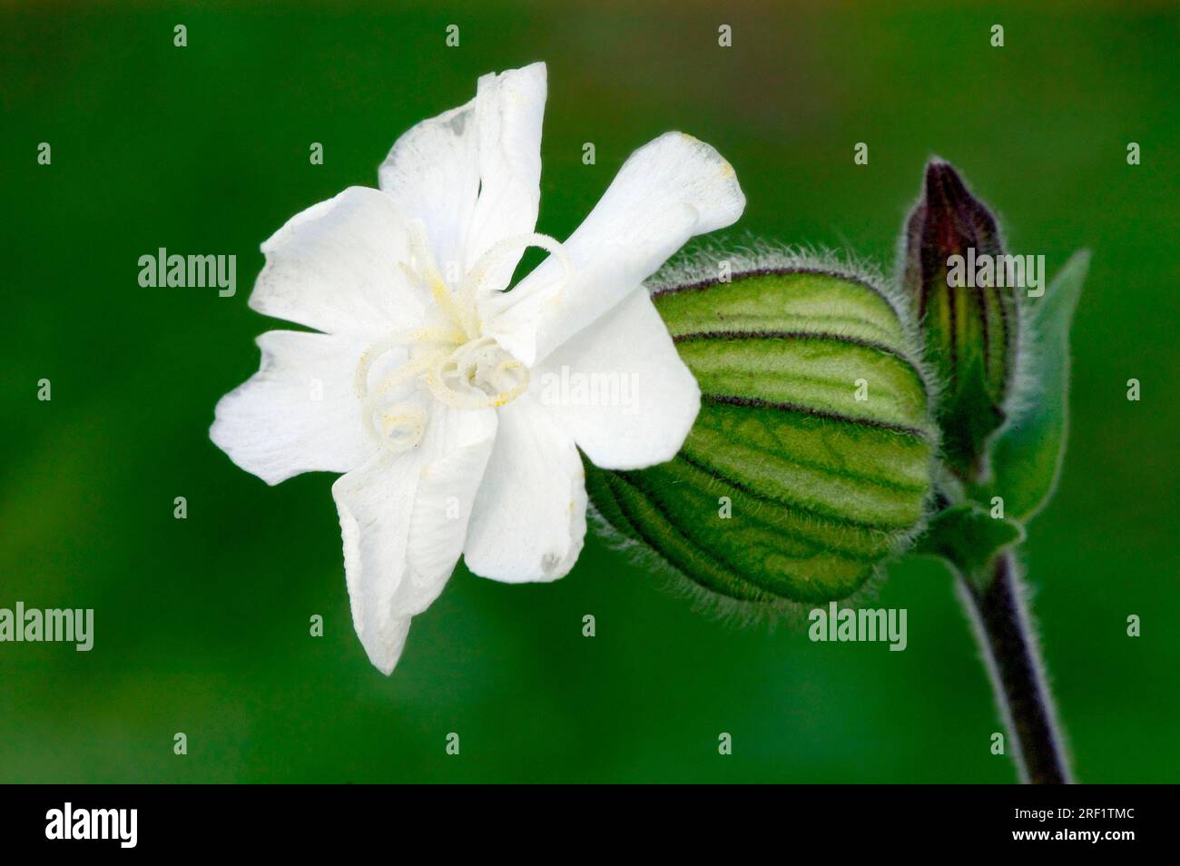 Silene latifolia (Melandrium album) (Silene pratensis) (Silene alba ...