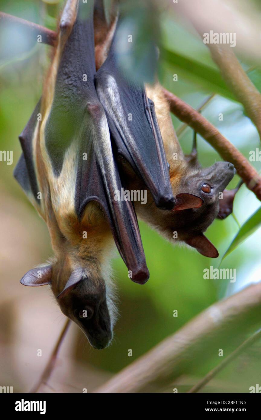 Straw-coloured flying foxes (Eidolon helvum Stock Photo - Alamy