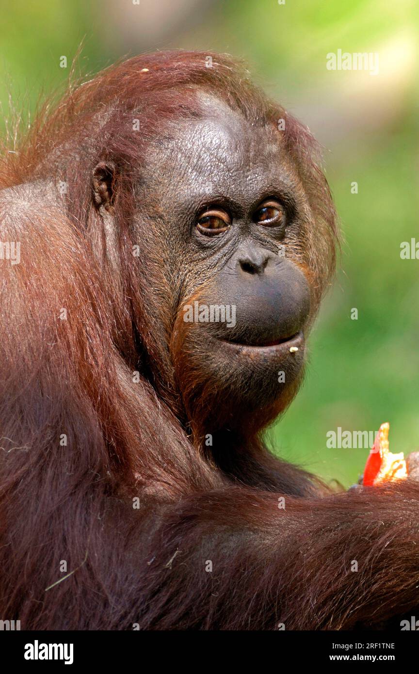 Bornean Orang-utan, female (Pongo pygmaeus pygmaeus), Bornean Orangutan ...