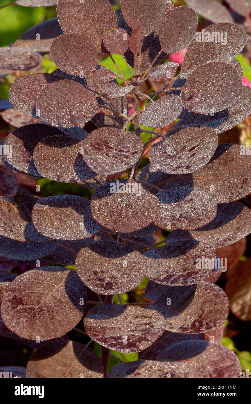 European Smoketree, Smoke Bush (Cotinus coggygria Stock Photo - Alamy