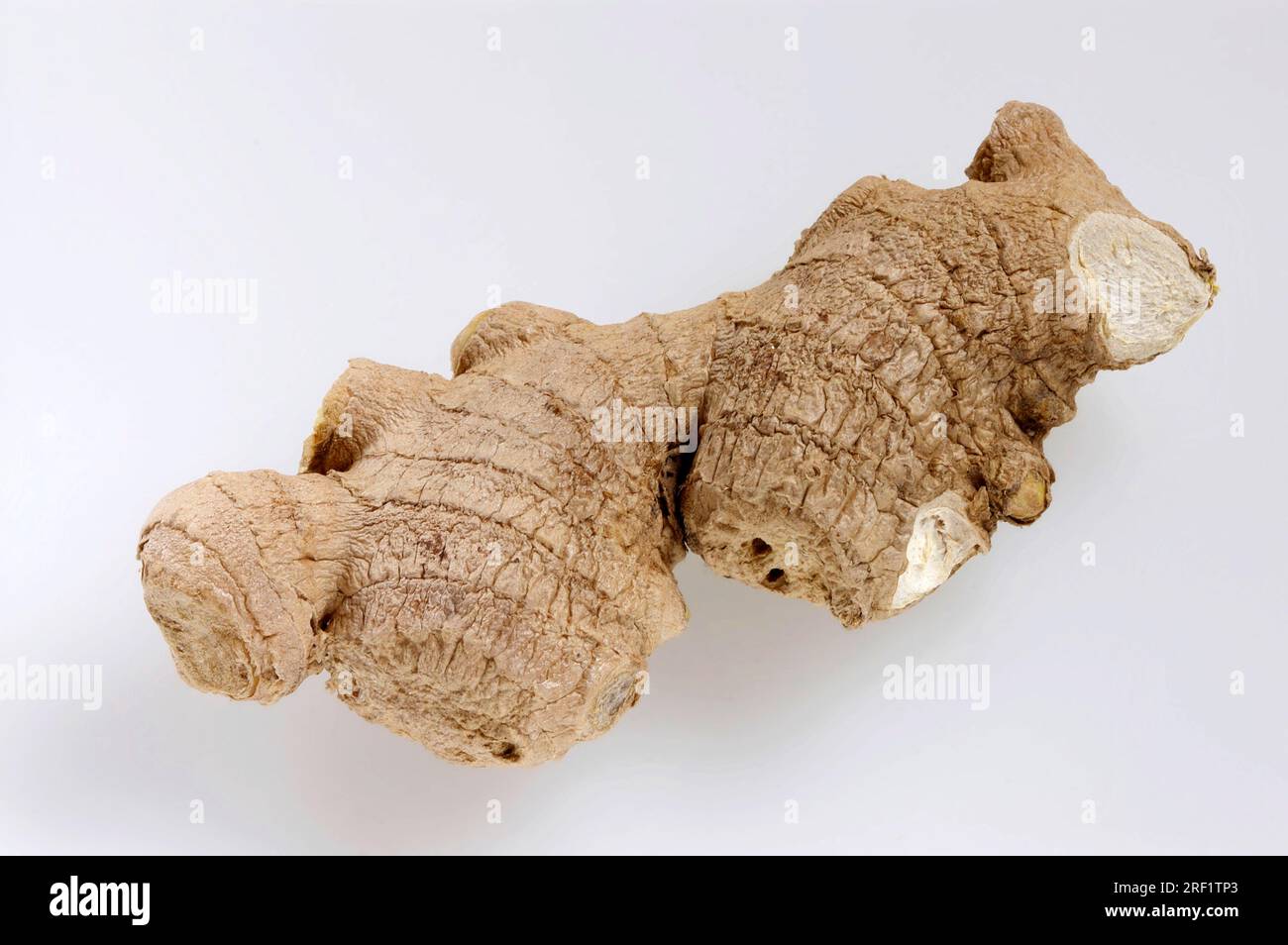 Common ginger (Zingiber officinale Stock Photo - Alamy