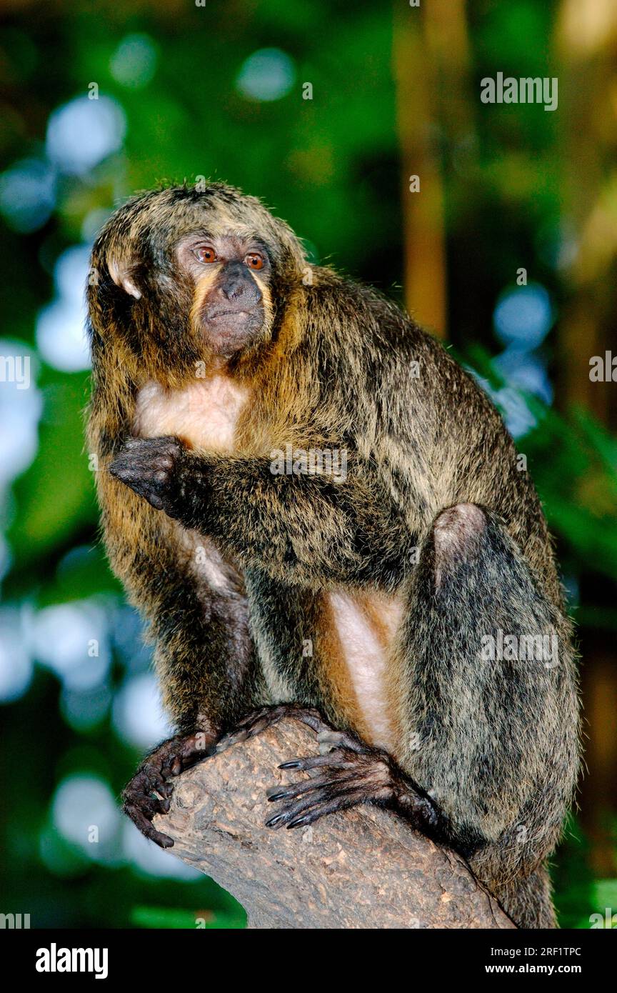 Pale-headed Saki, female (Pithecia pithecia Stock Photo - Alamy