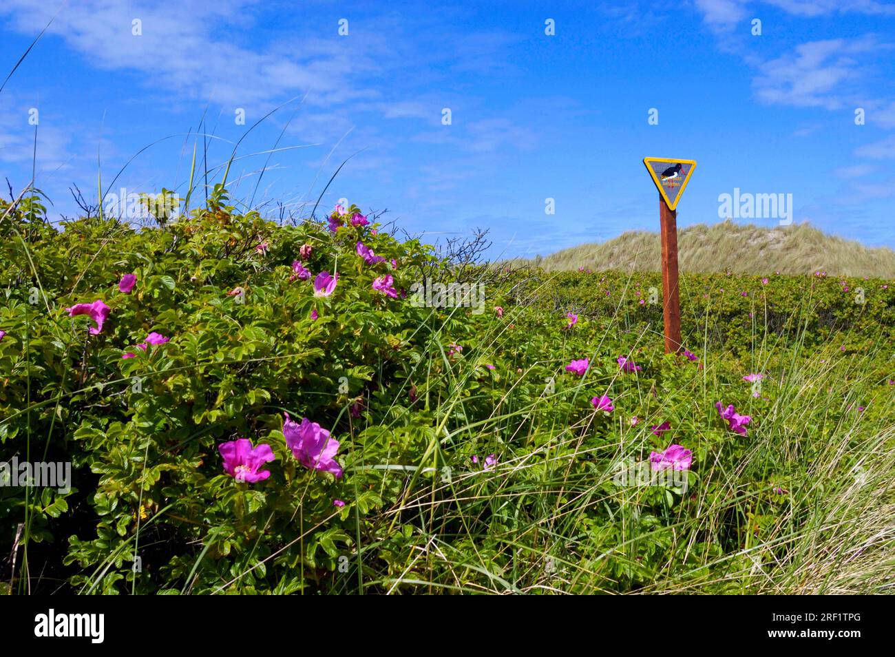 Nature conservation sign and dog rose (Rosa canina), Helgoland ...