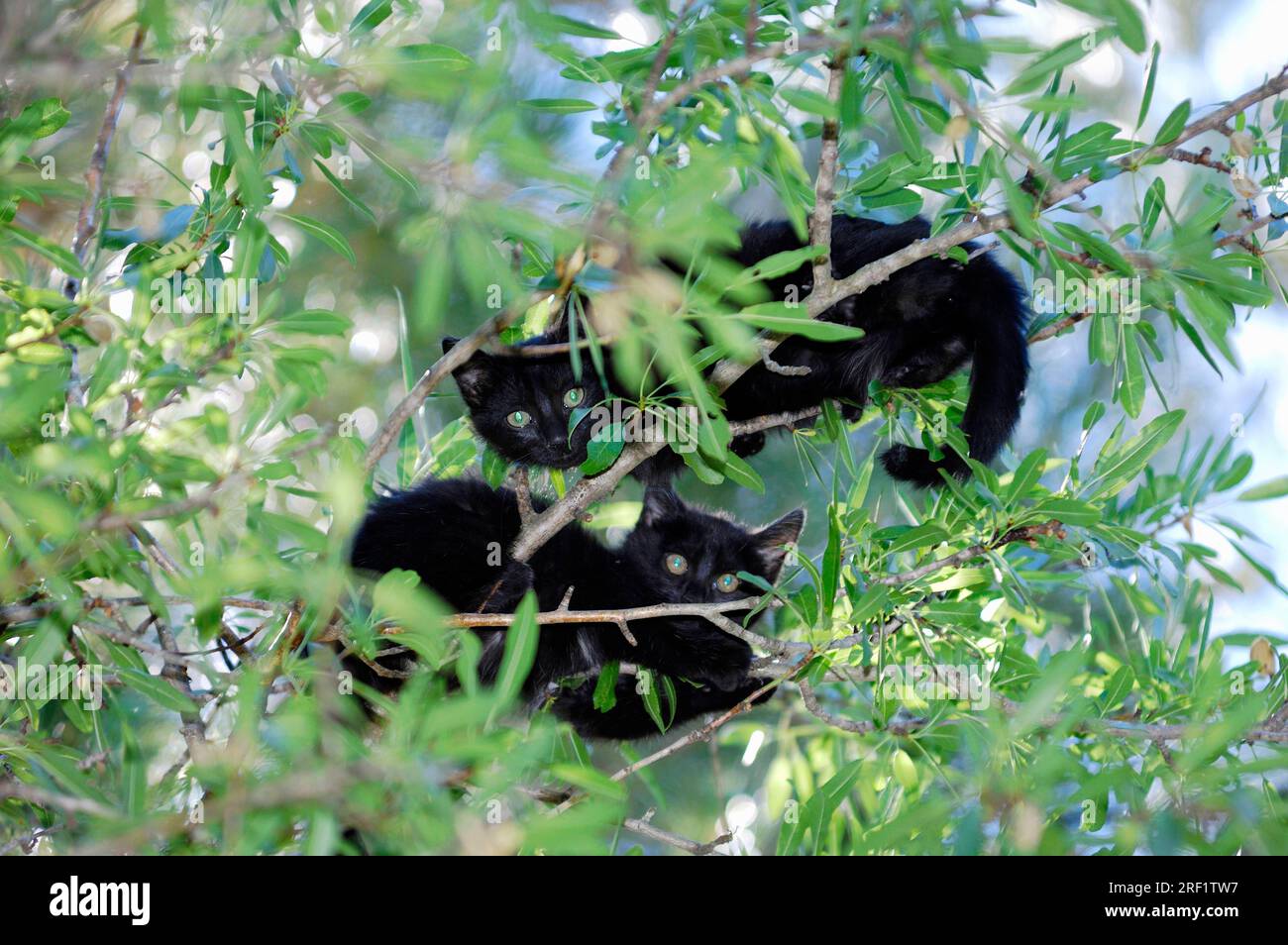 Domestic cats, kittens on tree Stock Photo - Alamy