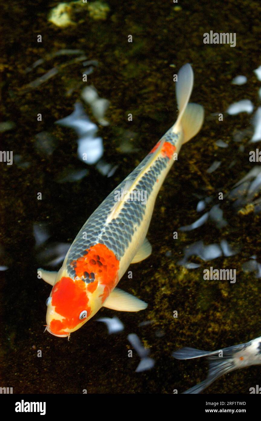 Common carp (Cyprinus carpio Stock Photo - Alamy
