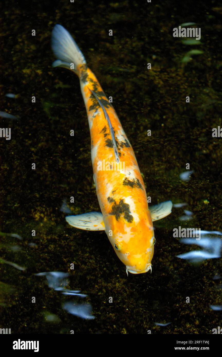 Common carp (Cyprinus carpio Stock Photo - Alamy