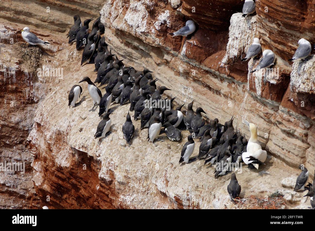Kittiwakes (Rissa tridactyla) and common guillemots (Uria aalge) at ...
