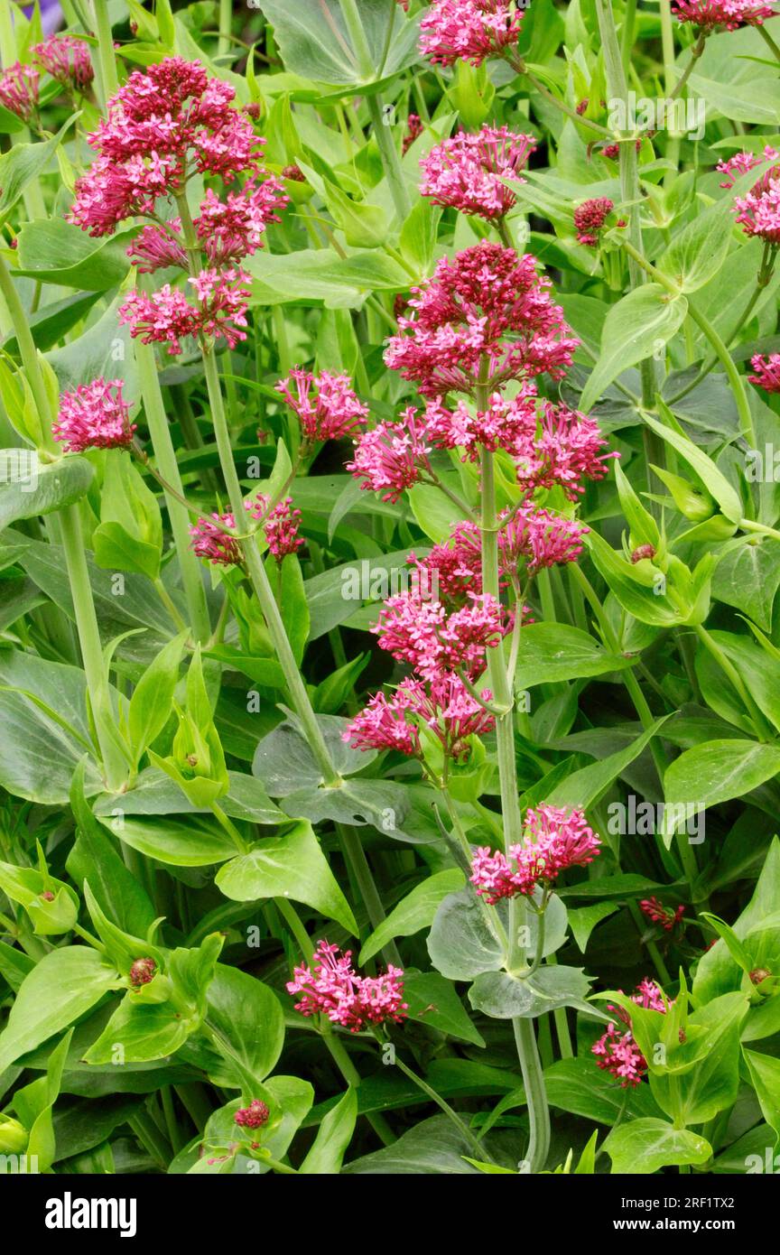 List of latin greek words commonly used in systematic names hi-res ...