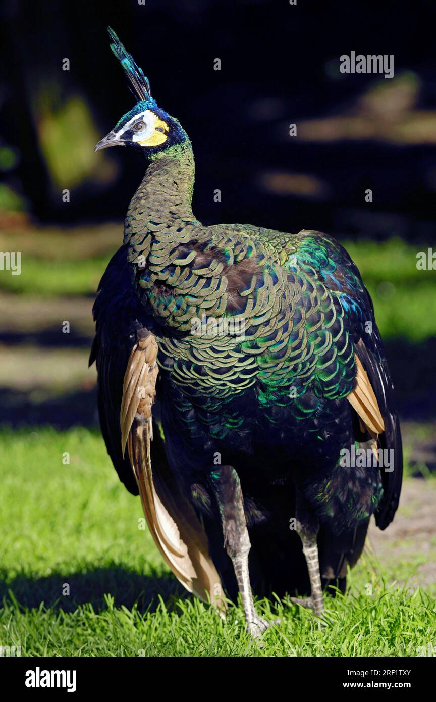 Green peafowl hi-res stock photography and images - Alamy