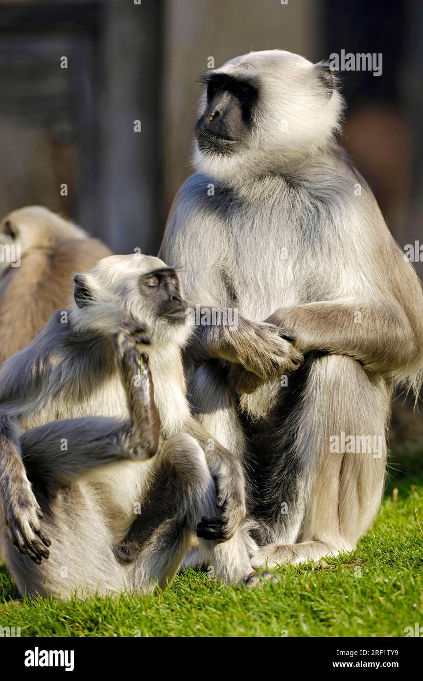 "hanuman langurs" hi-res stock photography and images - Alamy
