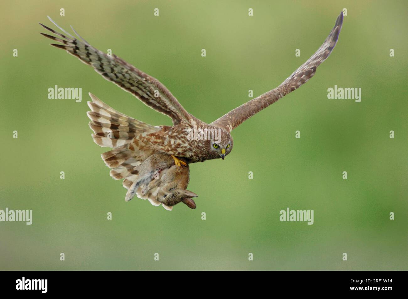 Female hen harrier in flight hi-res stock photography and images - Alamy