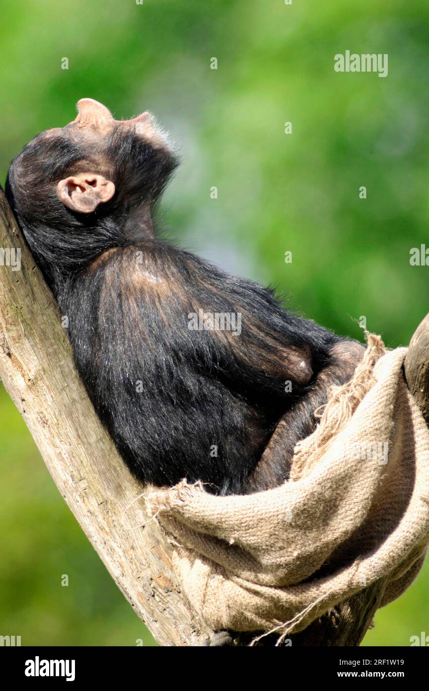 Young Chimpanzee (Pan troglodytes), Chimpy Stock Photo - Alamy