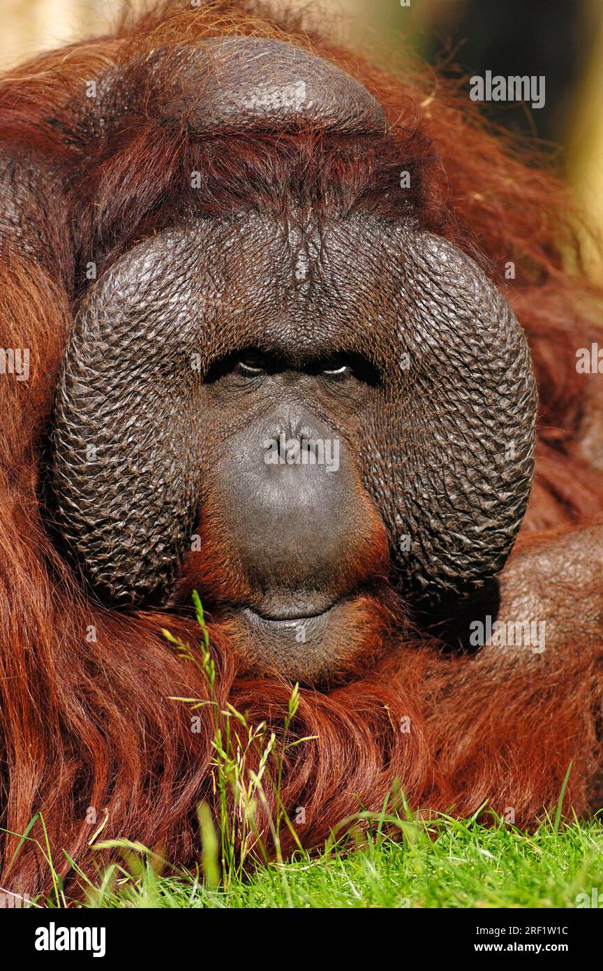 Bornean Orangutan, male (Pongo pygmaeus pygmaeus), Bornean Orang-utan ...