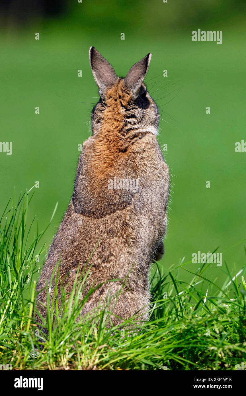 Rabbit rear view hi-res stock photography and images - Alamy