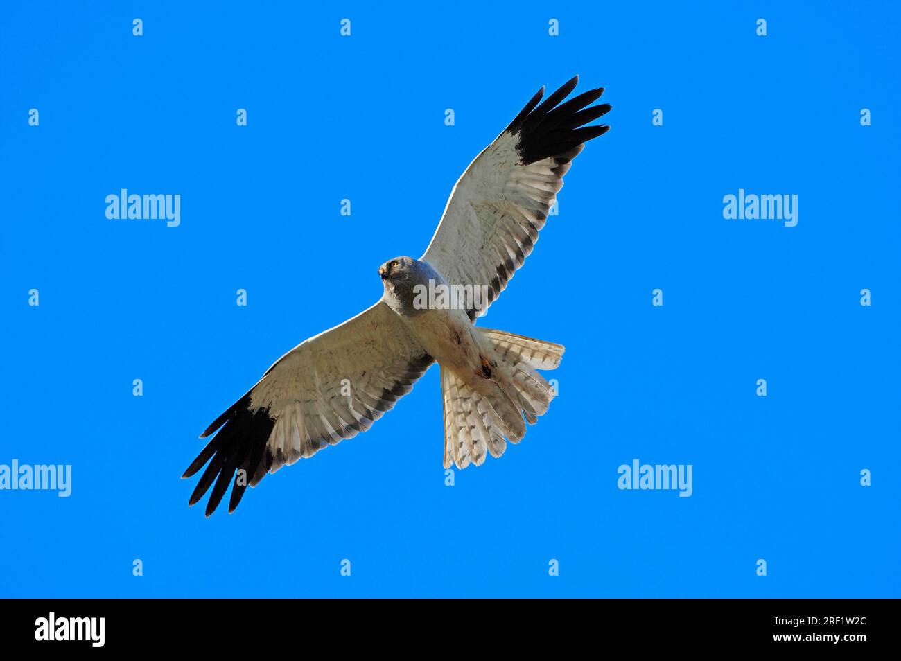 Hen harrier male hi-res stock photography and images - Alamy