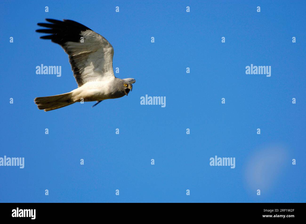 Hen Harrier (Circus cyaneus), male, Texel, Netherlands Stock Photo - Alamy