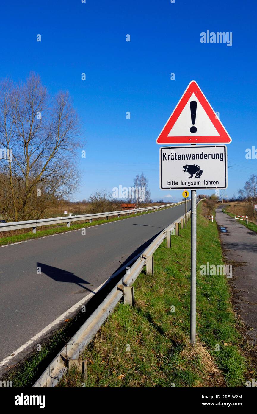 Road and warning sign 'Toad migration', amphibian migration, North ...